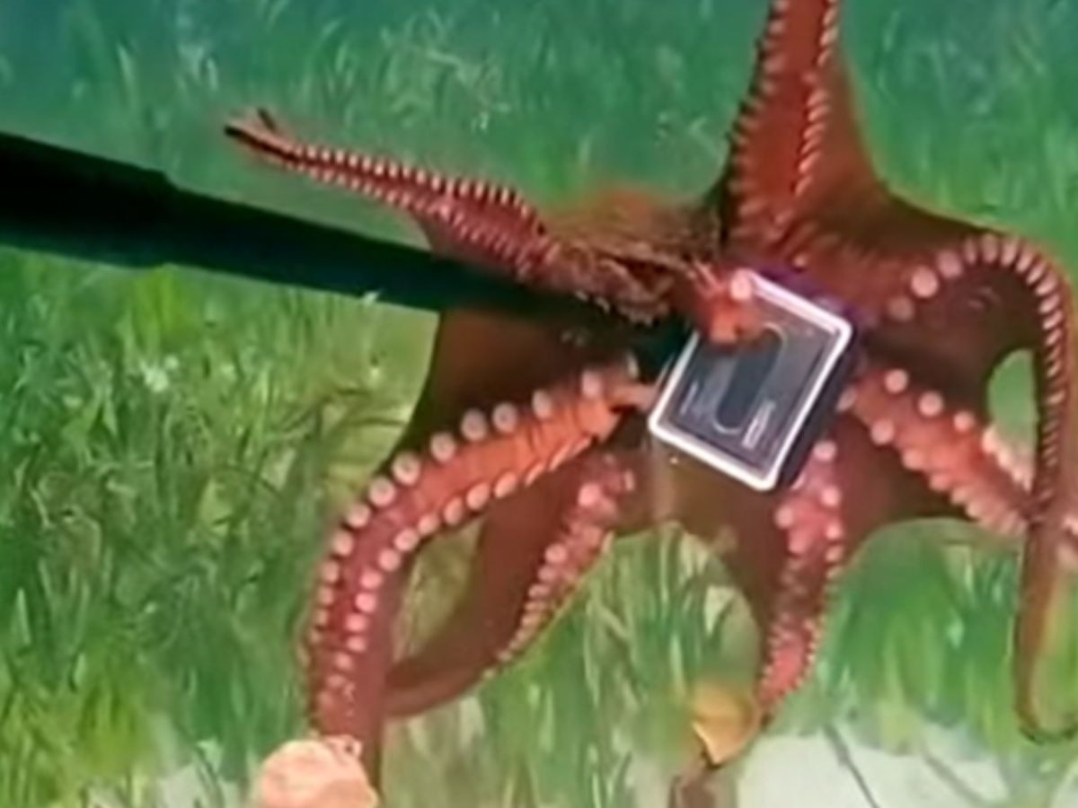 octopus steals go pro camera underwater stunning video viral | GoPro ...