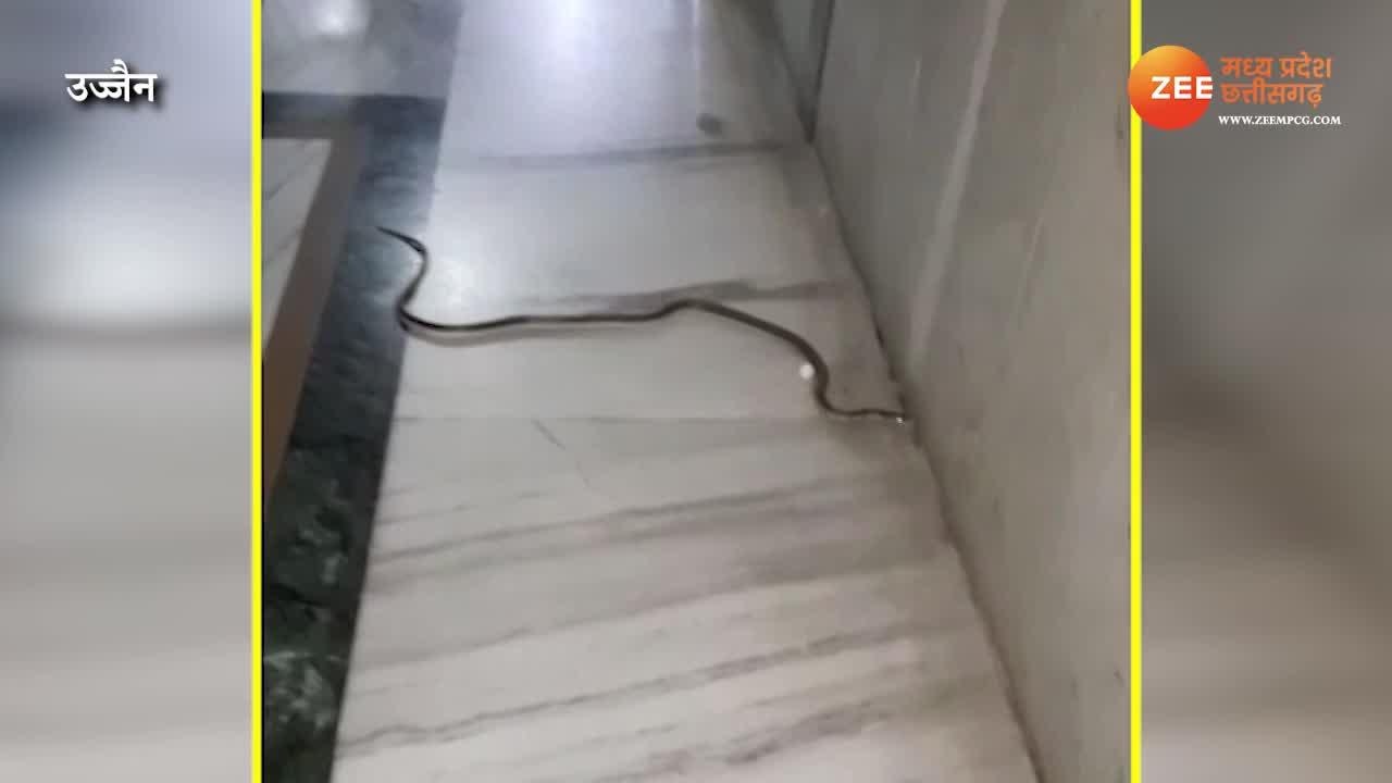 Mahakal Mandir Me Nagaraj 5 Feet Snake In Shiv Temple Saap Ka Purana ...