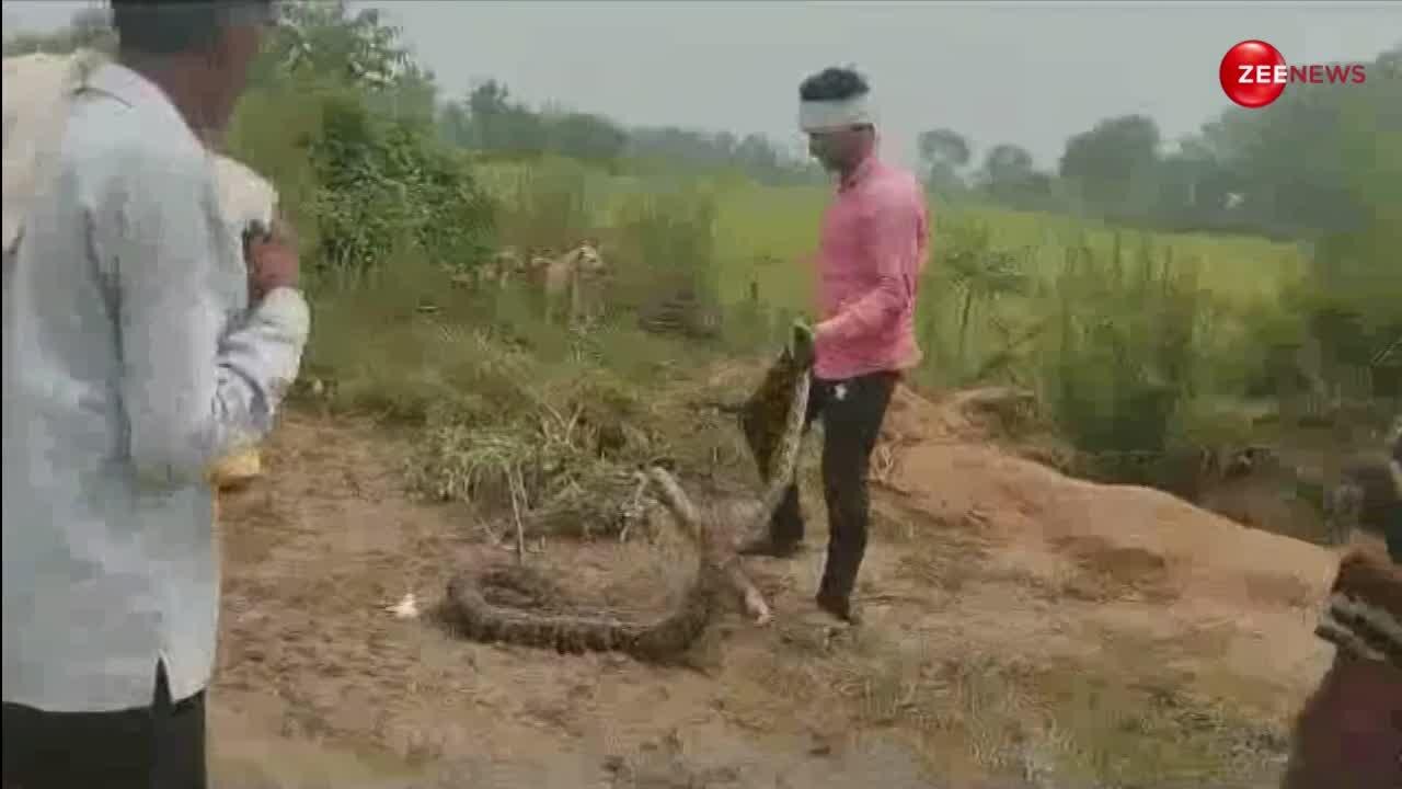 15 feet python created ruckus across villages panic spread among people ...