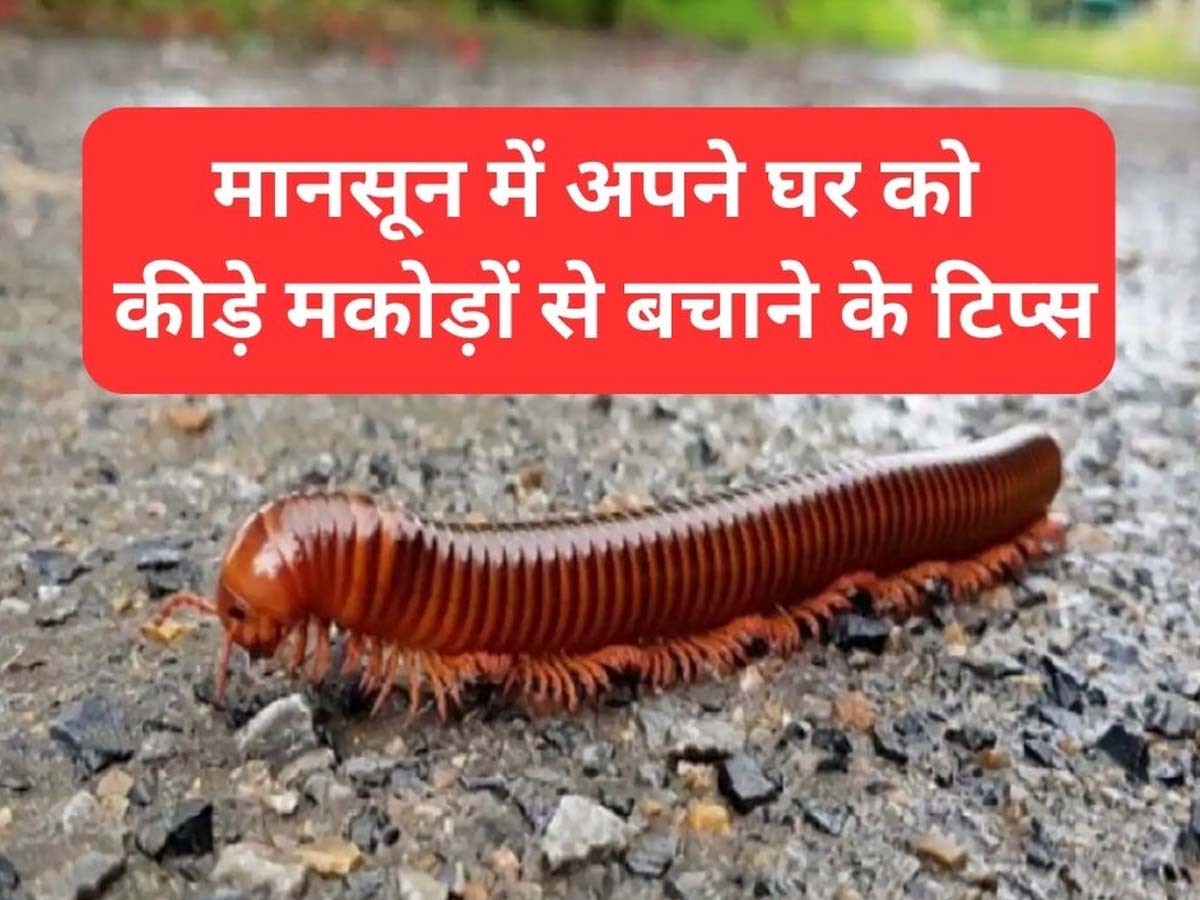 Monsoon Insects Removal Tips How To Remove Insects in Rainy Season ...