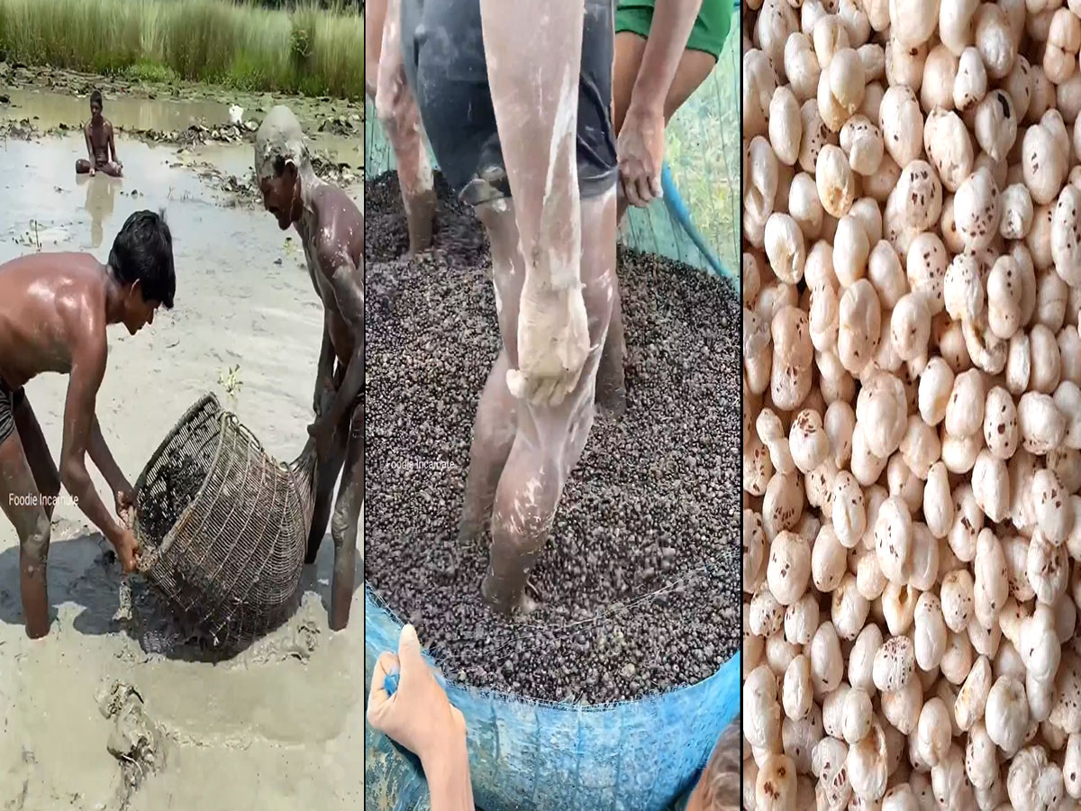 health news Makhanas made in this way after crushing them with feet ...