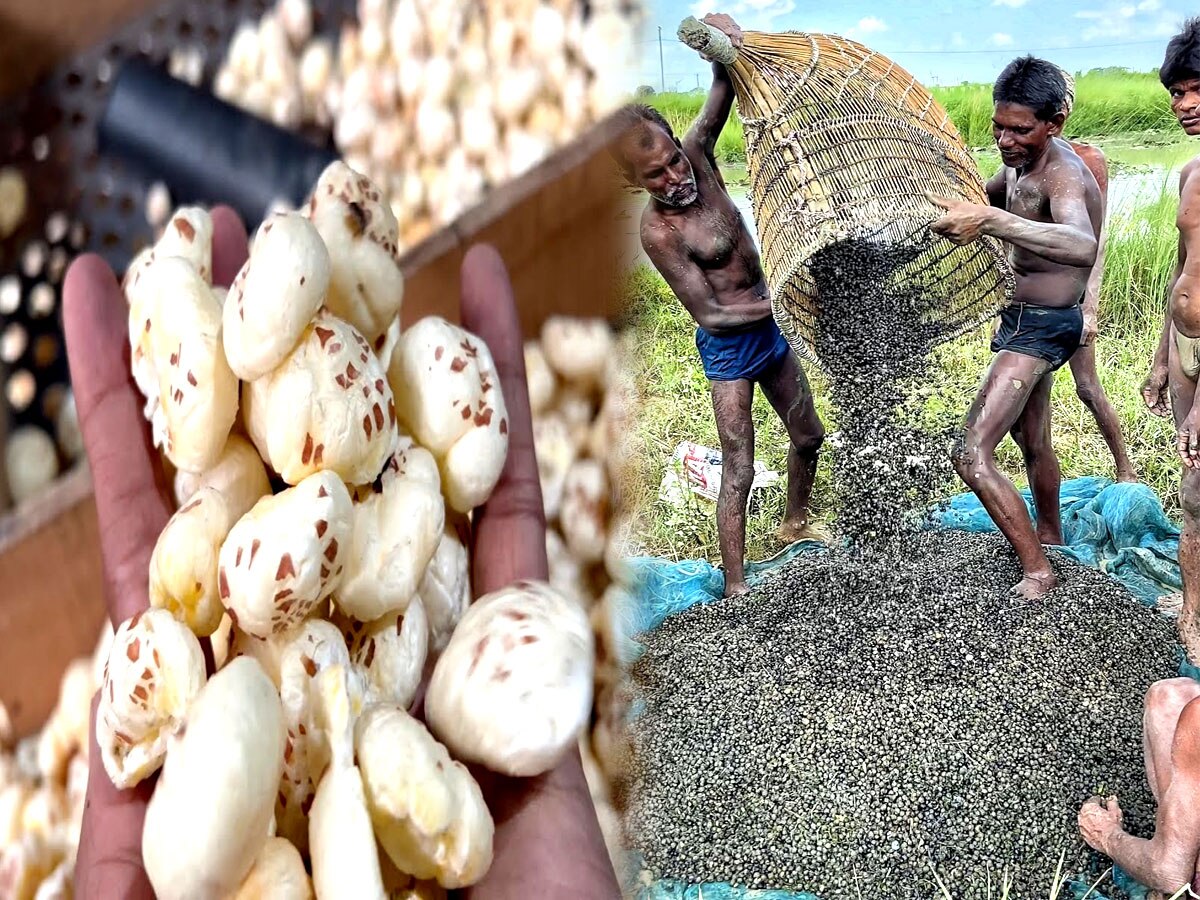 health news Makhanas made in this way after crushing them with feet ...