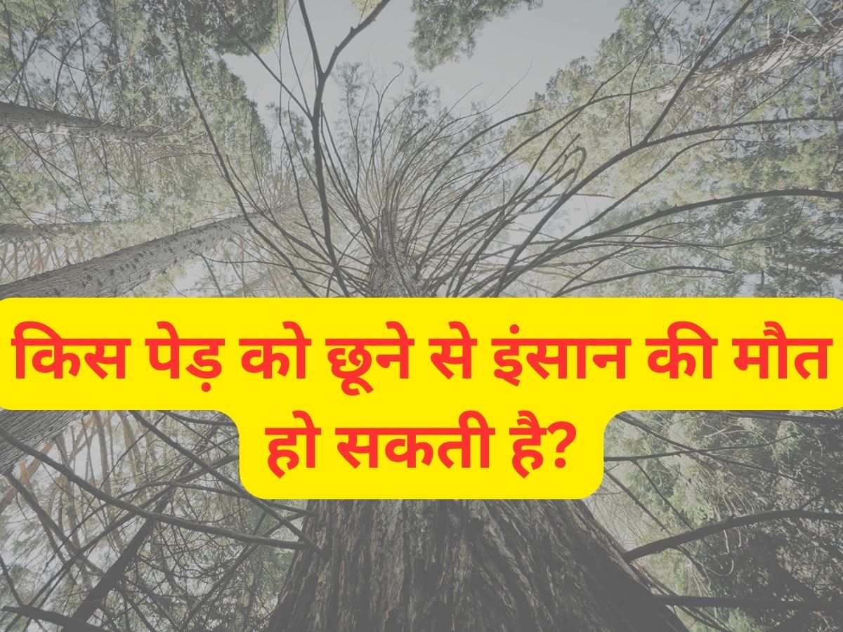 Trending Gk Quiz Touching Which Tree Can Person Die Quiz किस पेड़ को