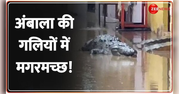 Crocodile seen in the streets of Ambala amid heavy rain, video goes ...