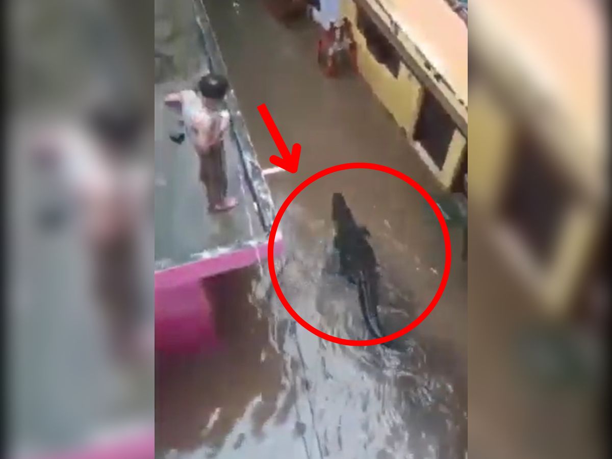 Animal video 8 feet long crocodile in Ambala streets watch video ...