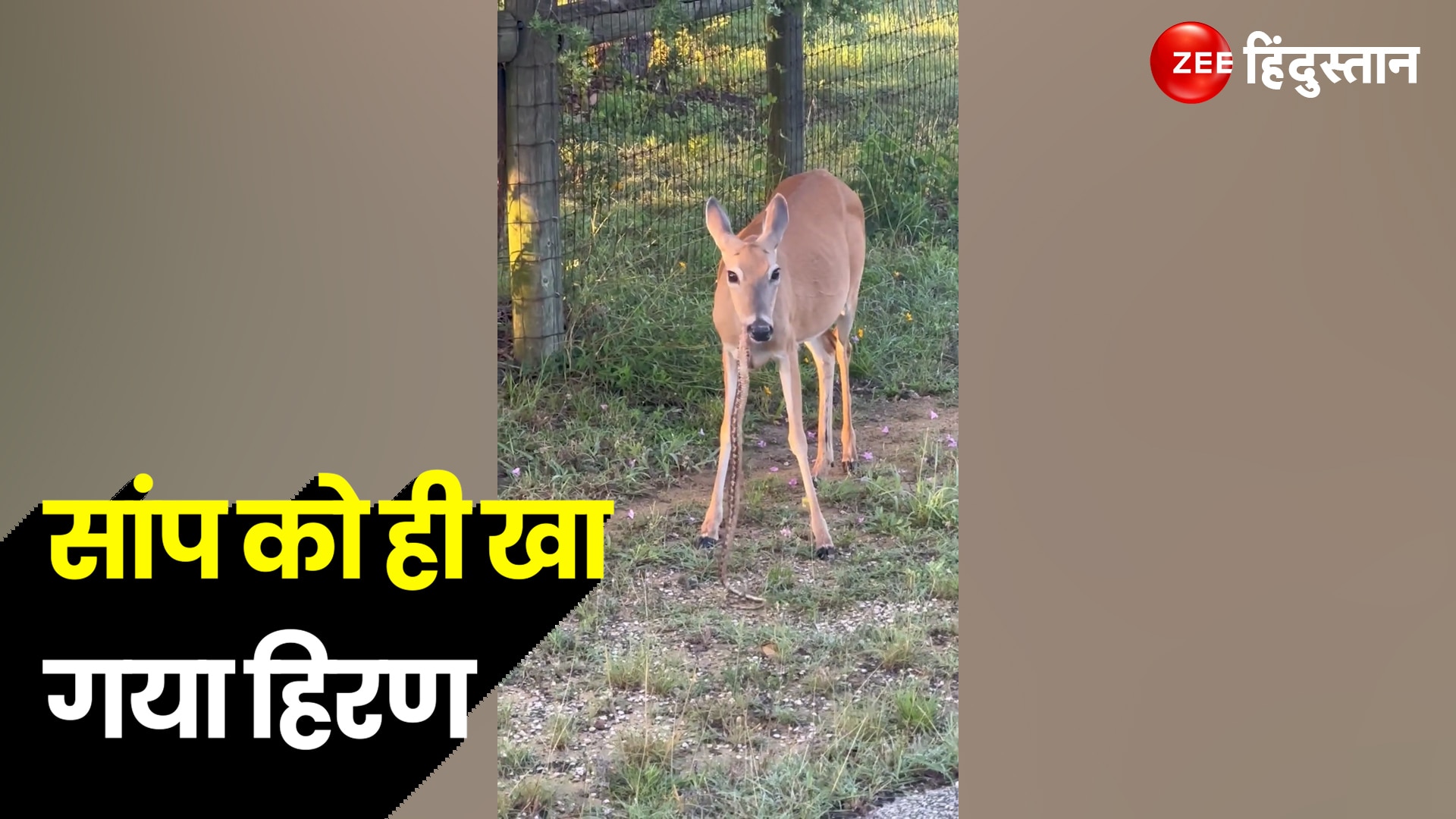 Deer eating snake in forest video goes viral | Deer Eating Snake viral ...