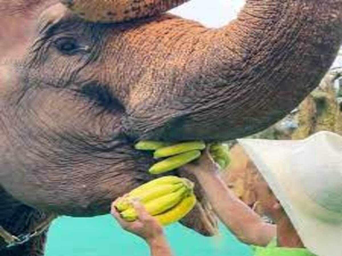Elephant Food Habits: ମଣିଷ ପରି ହାତୀଙ୍କୁ ମଧ୍ୟ ଦରକାର ହୁଏ ବିଭିନ୍ନ ପ୍ରକାରର ...