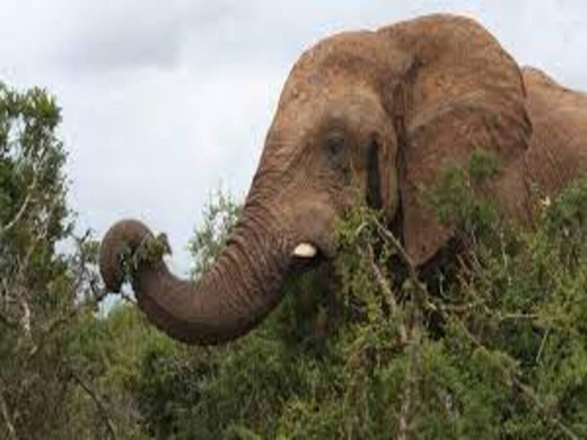 Elephant Food Habits: ମଣିଷ ପରି ହାତୀଙ୍କୁ ମଧ୍ୟ ଦରକାର ହୁଏ ବିଭିନ୍ନ ପ୍ରକାରର ...