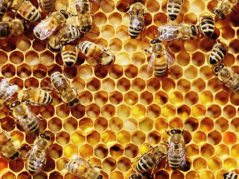 photos reason why honey does not rot scientist tell the reason