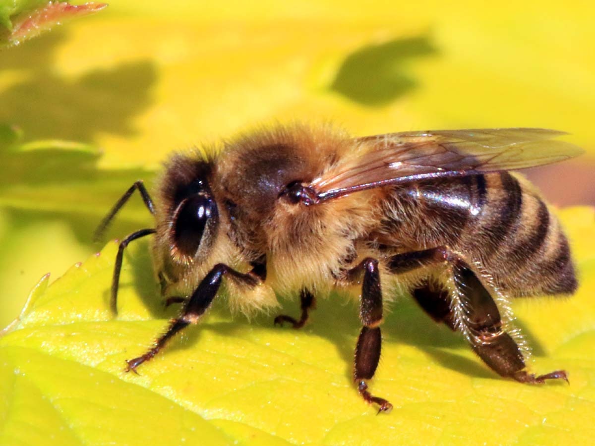 photos reason why honey does not rot scientist tell the reason