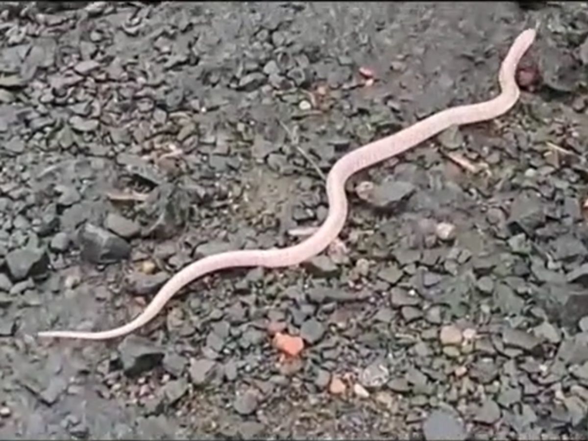 King Cobra White snake like milk watch video | King Cobra: दूध जैसा ये ...