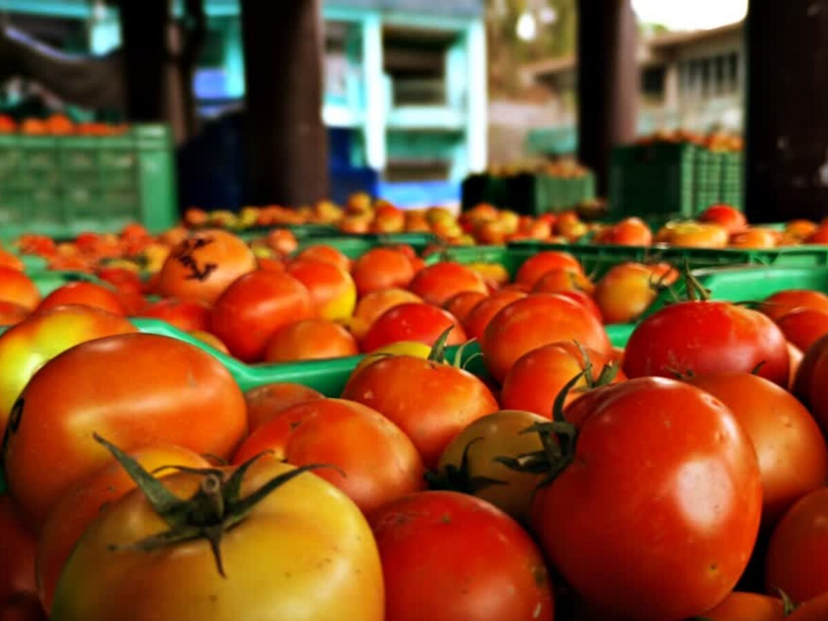Tomatoes available at cheap price in Delhi NCR from Friday 14 july tomato price hike today ...