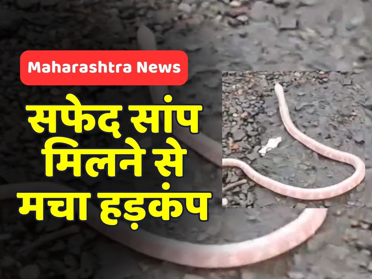 Albino Manyar white mosyt venomous snake found in Kumbharpura area of ...