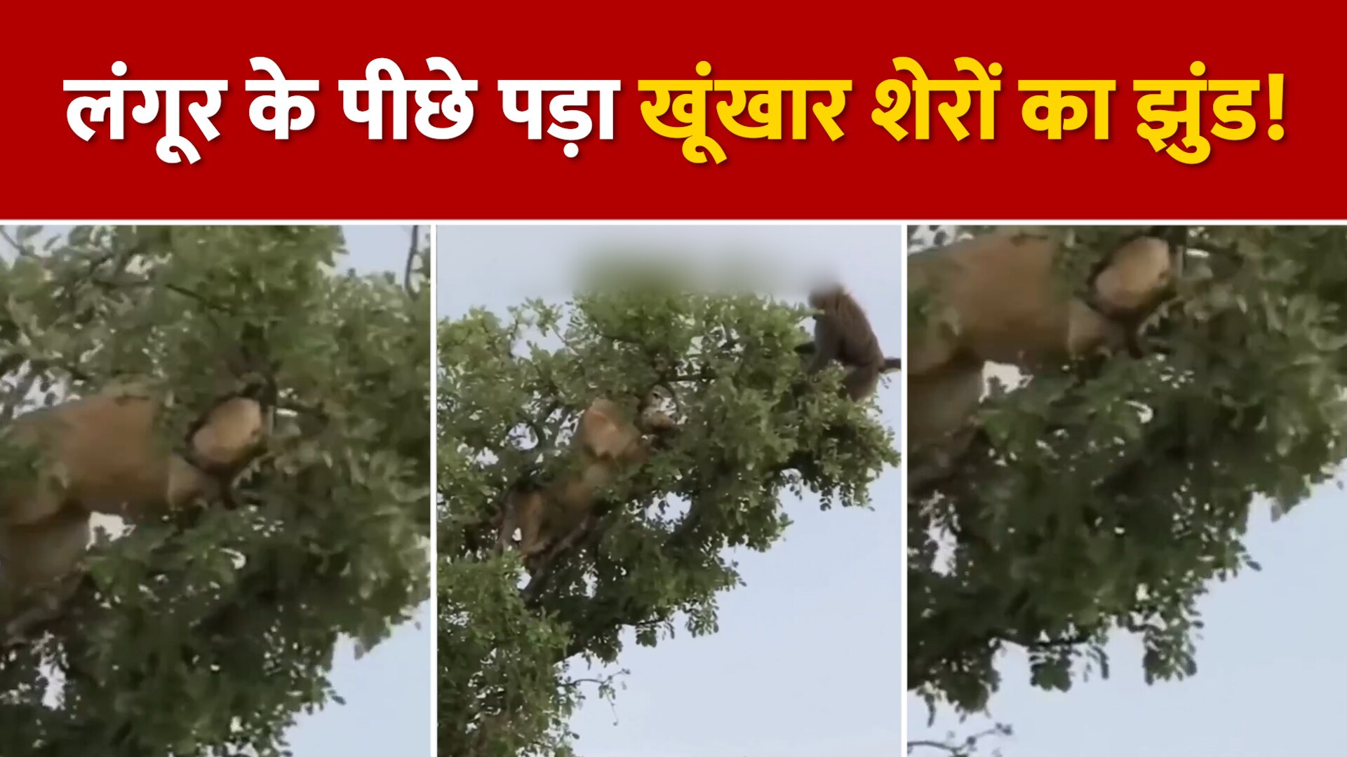 Animal Viral Video A herd of ferocious lions lying behind the langur ke ...