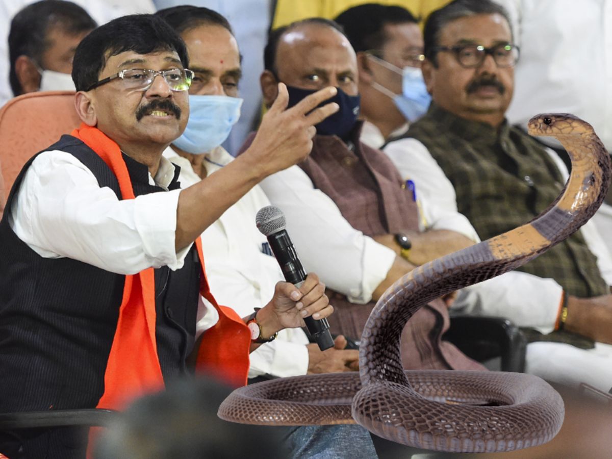 Poisonous snake arrived Sanjay Raut press conference watch video ...