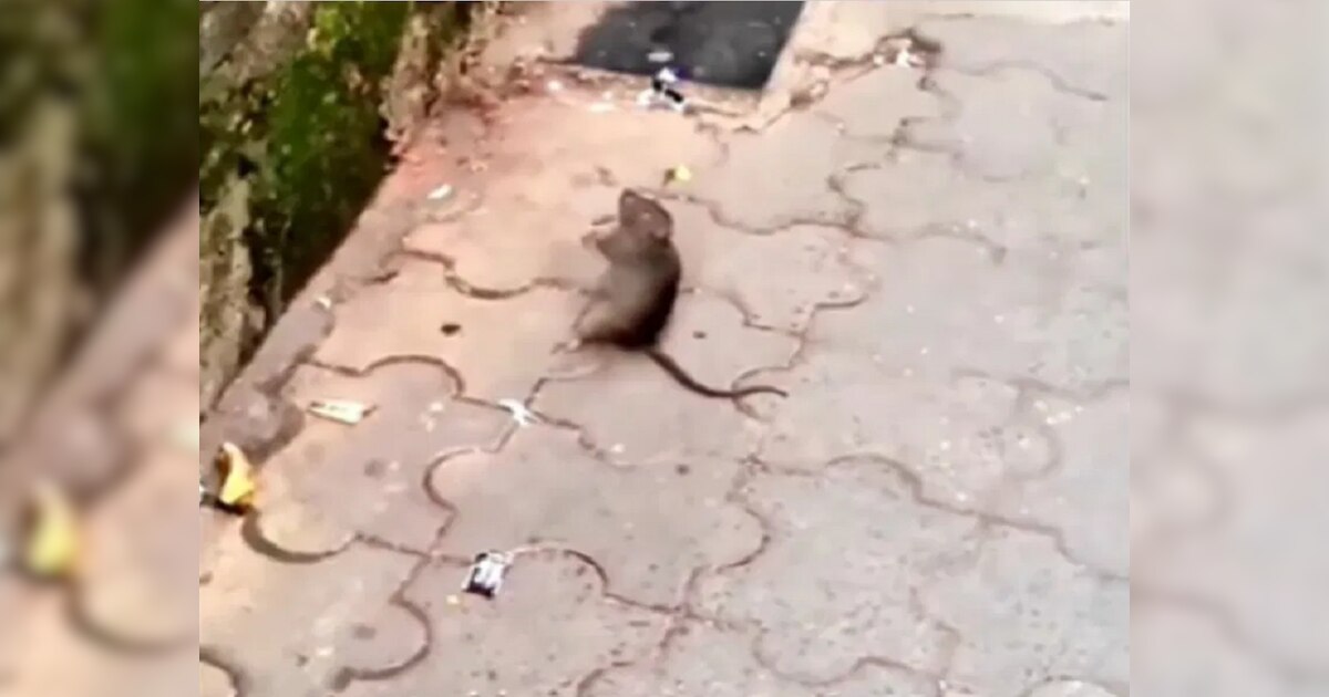 Heart touching video: This rat is a great devotee of God, starts ...