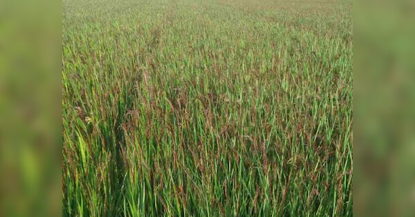 Black rice paddy variety cultivation gives bumper yield know advantage ...
