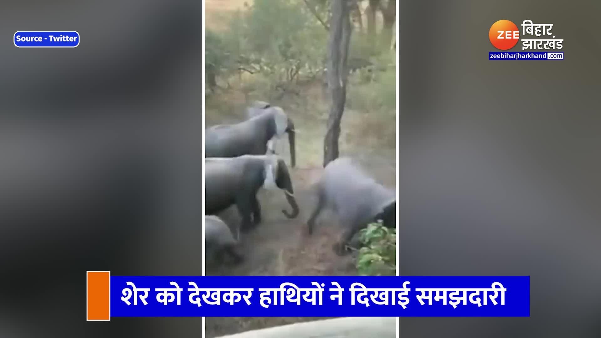 Hathi Ka Video Seeing the lion the elephants showed understanding for ...