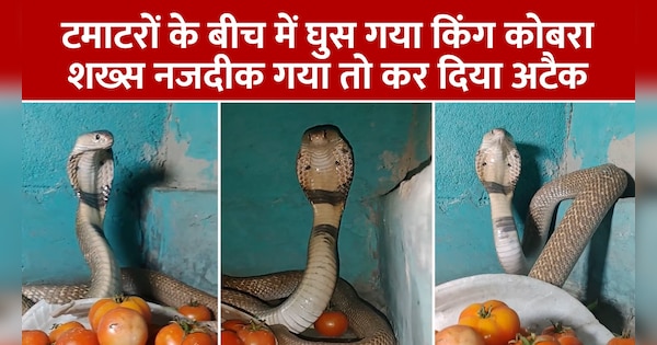 King Cobra Video Viral Snake was protecting tomatoes tamataro ki raksha ...