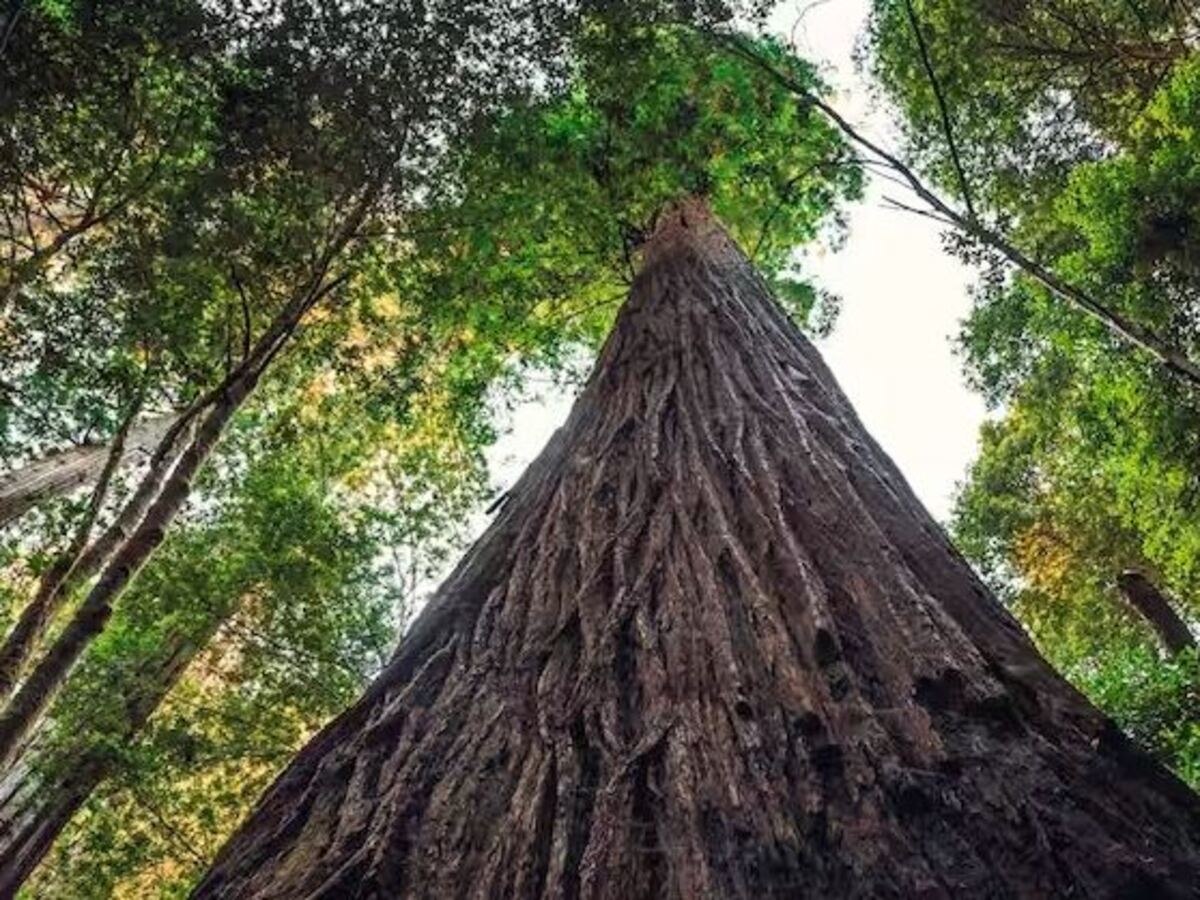 Hyperion Tree: ଏହା ହେଉଛି ଦୁନିଆର ସବୁଠାରୁ ଉଚ୍ଚା ଗଛ, ଏପରିକି କୁତୁବ୍ ମିନାର୍ ...