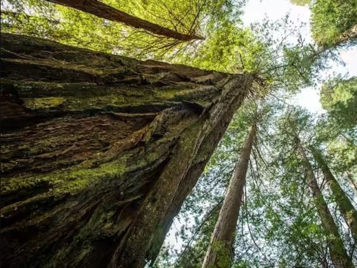 Hyperion Tree: ଏହା ହେଉଛି ଦୁନିଆର ସବୁଠାରୁ ଉଚ୍ଚା ଗଛ, ଏପରିକି କୁତୁବ୍ ମିନାର୍ ...