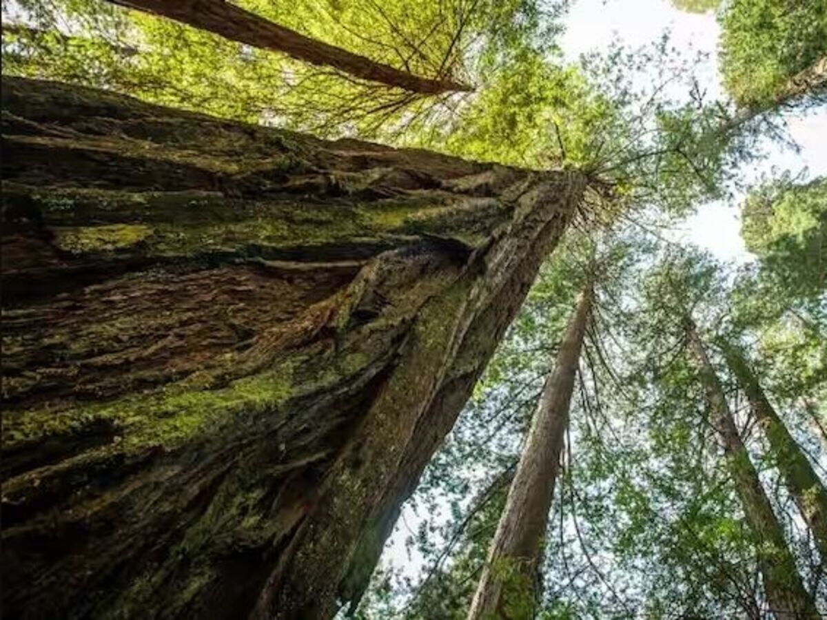 Hyperion Tree: ଏହା ହେଉଛି ଦୁନିଆର ସବୁଠାରୁ ଉଚ୍ଚା ଗଛ, ଏପରିକି କୁତୁବ୍ ମିନାର୍ ...