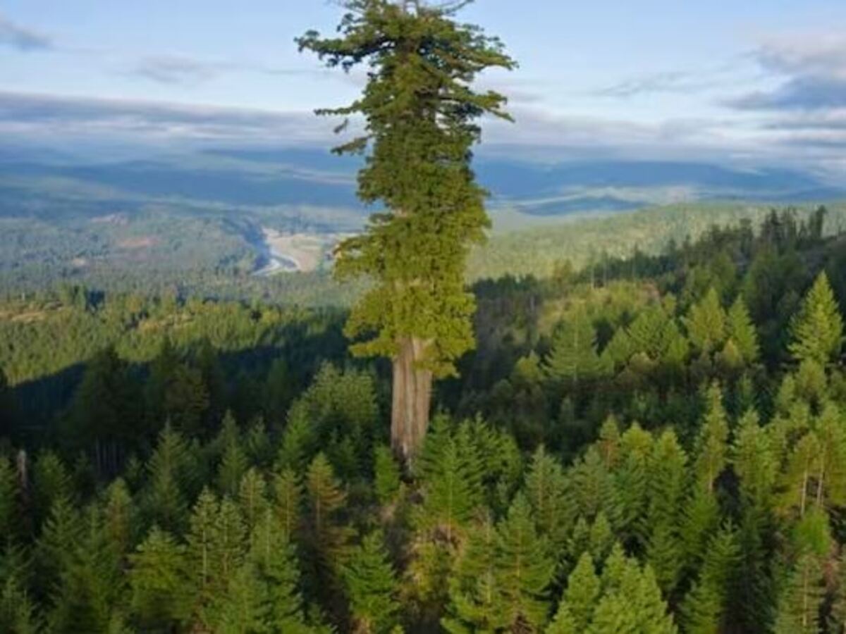 Hyperion Tree: ଏହା ହେଉଛି ଦୁନିଆର ସବୁଠାରୁ ଉଚ୍ଚା ଗଛ, ଏପରିକି କୁତୁବ୍ ମିନାର୍ ...