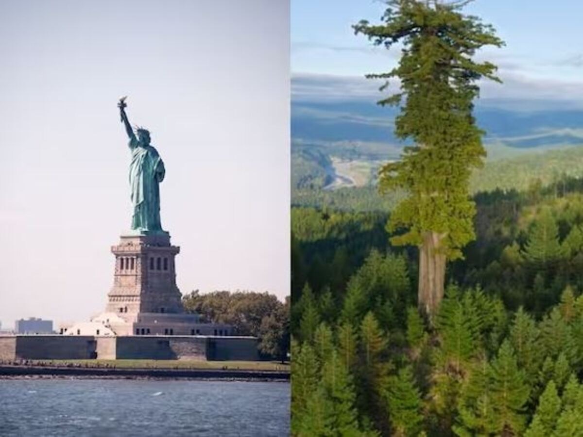 Hyperion Tree: ଏହା ହେଉଛି ଦୁନିଆର ସବୁଠାରୁ ଉଚ୍ଚା ଗଛ, ଏପରିକି କୁତୁବ୍ ମିନାର୍ ...