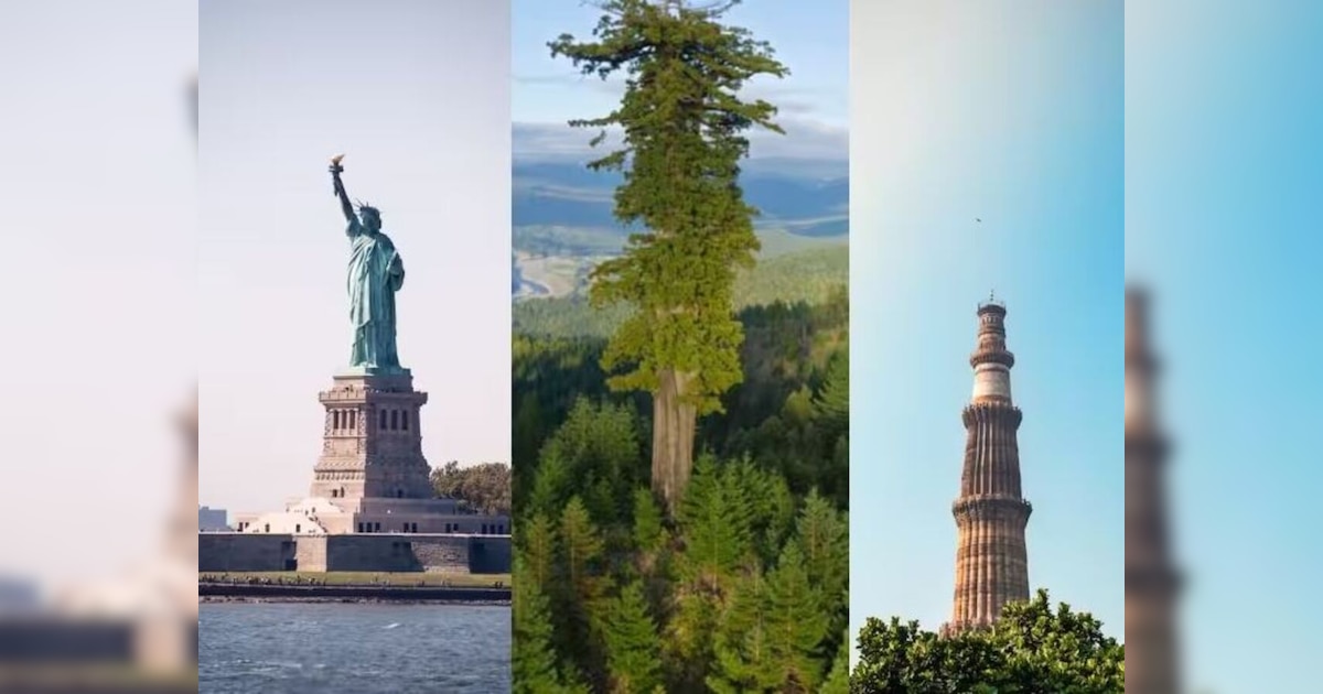 Hyperion Tree: ଏହା ହେଉଛି ଦୁନିଆର ସବୁଠାରୁ ଉଚ୍ଚା ଗଛ, ଏପରିକି କୁତୁବ୍ ମିନାର୍ ...