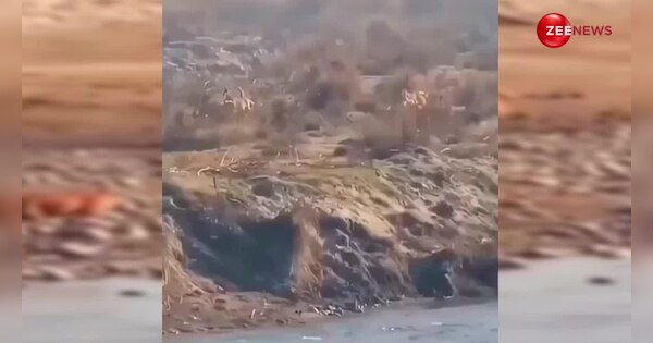 tiger ran for a long distance to catch the deer but had to return empty ...