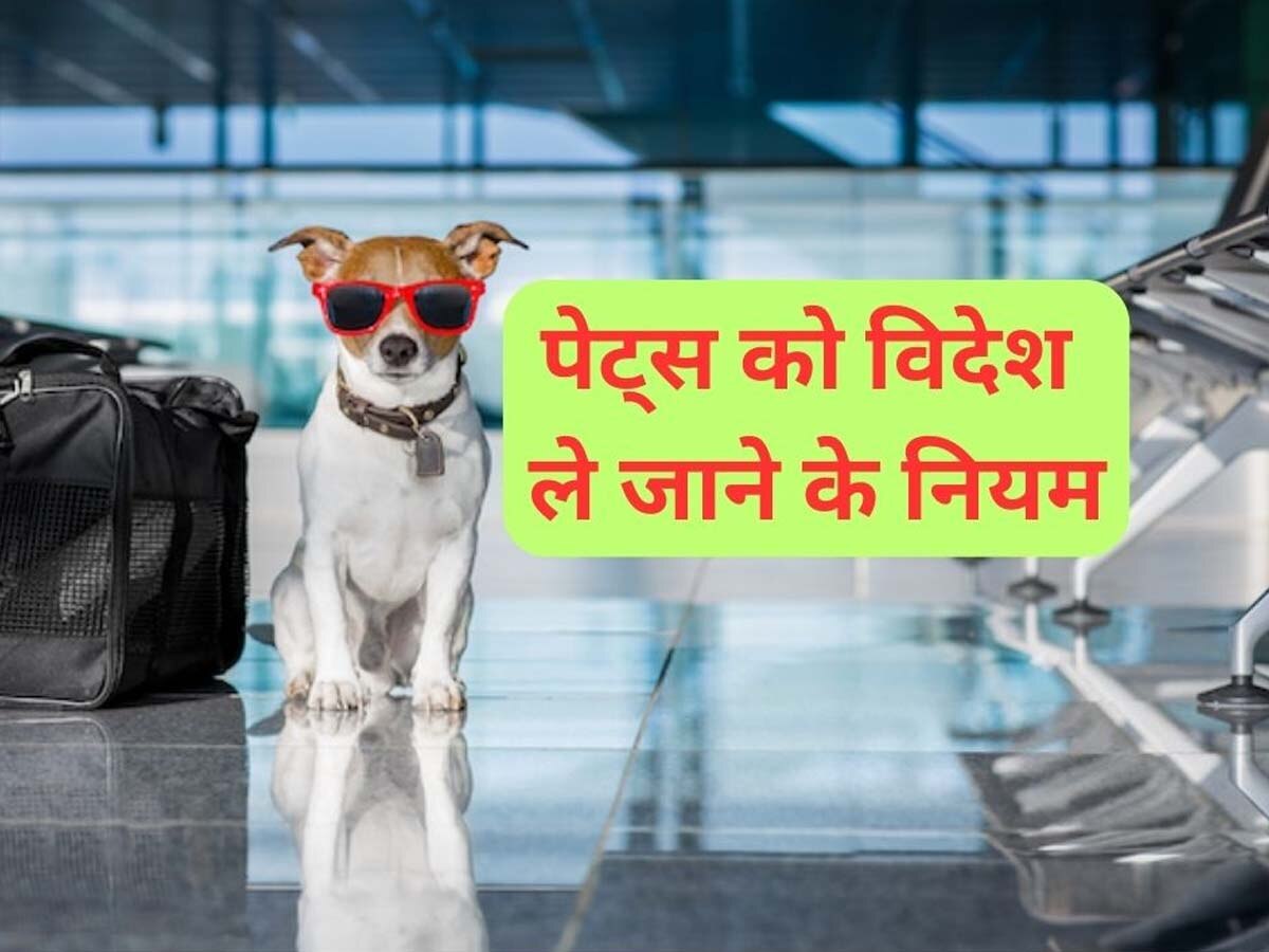 Pets Air Travel Rules in all world Pets Immigration Rules in India ...