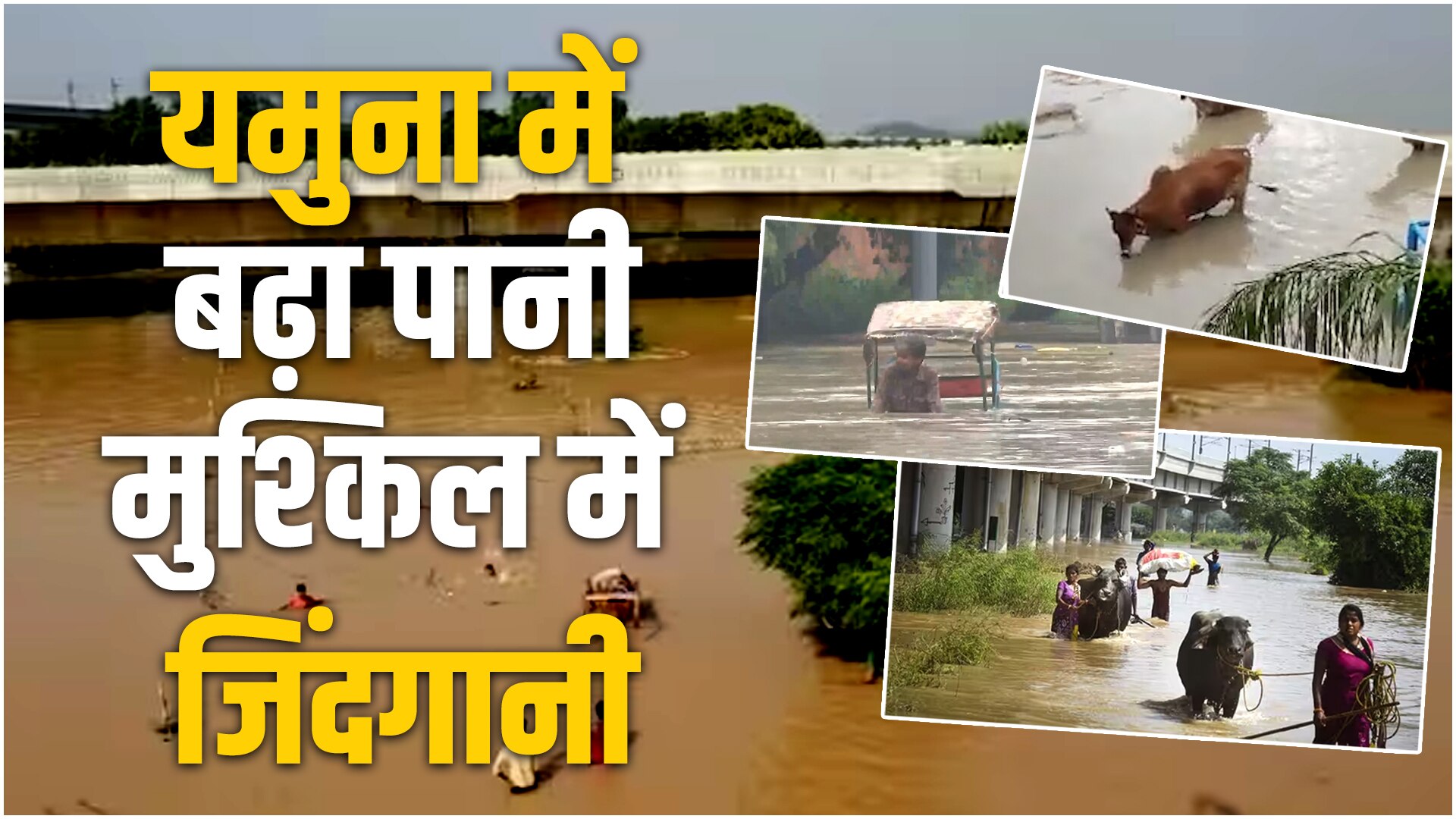 Yamuna river bed area in noida delhi flood cows rescued in noida sector ...