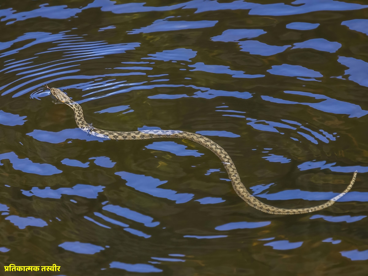 Delhi Yamuna flood snake seen outside rajghat | Snake Video: यमुना ने ...