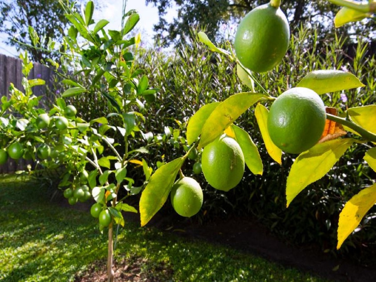 influence of lemon in our life