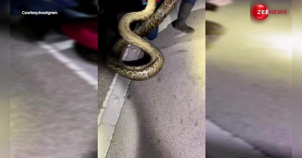 19 feet python created panic people were shocked to see the video | 19 ...