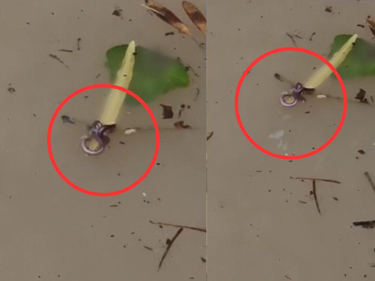 delhi flood Snake spotted in water outside Rajghat watch viral video ...