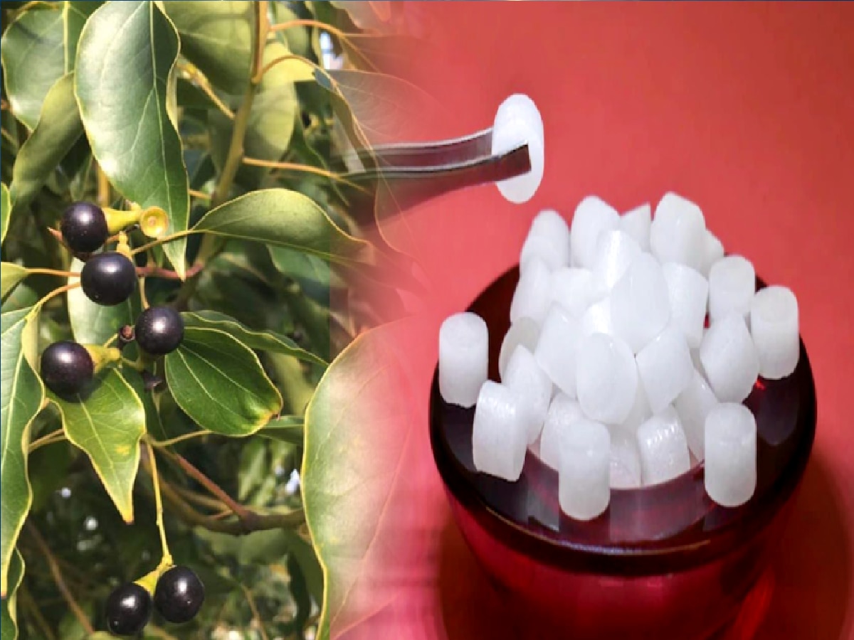 Camphor Plant at home know all Benefits Of Camphor Tree and vastu tips ...