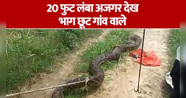Hapur python viral video 20 feet long anaconda rescued in village | Hapur News: गांव में दिखा 20 ...