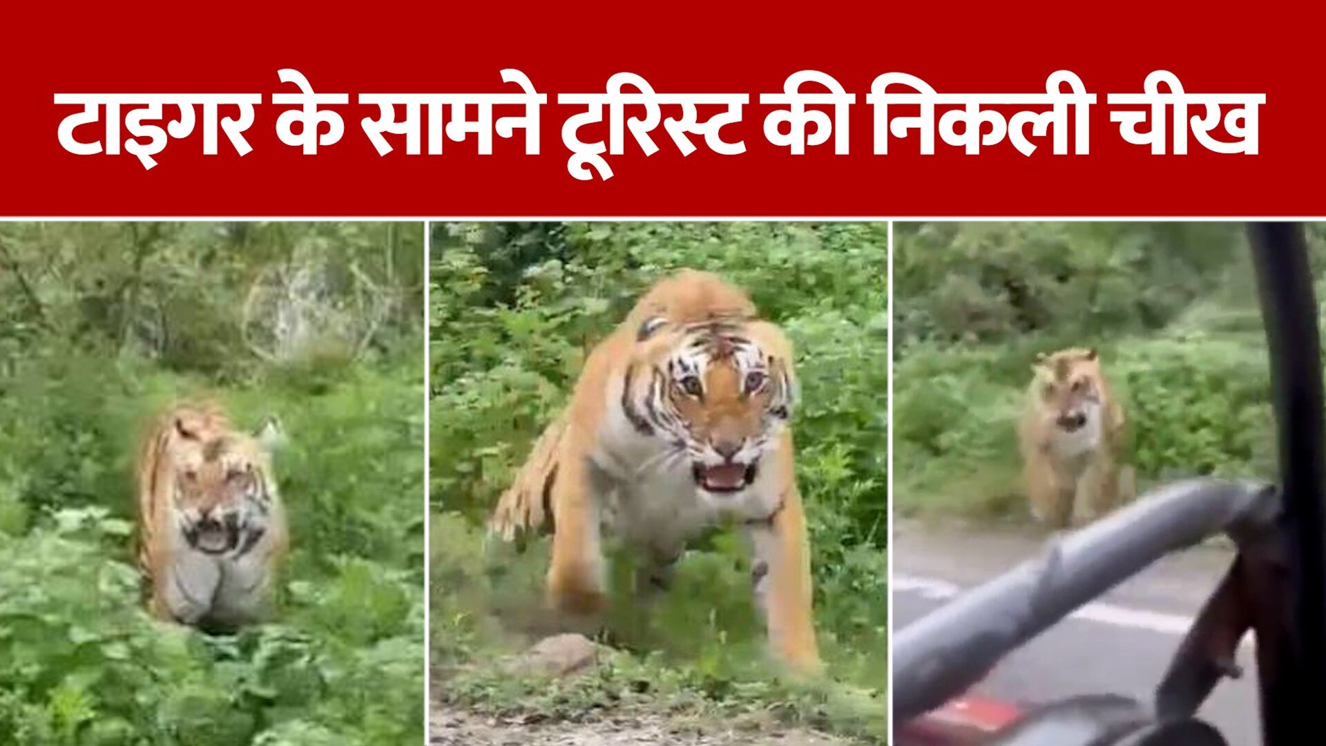 Tigers roared out of the forest of Tiger Reserve tourists screamed ...