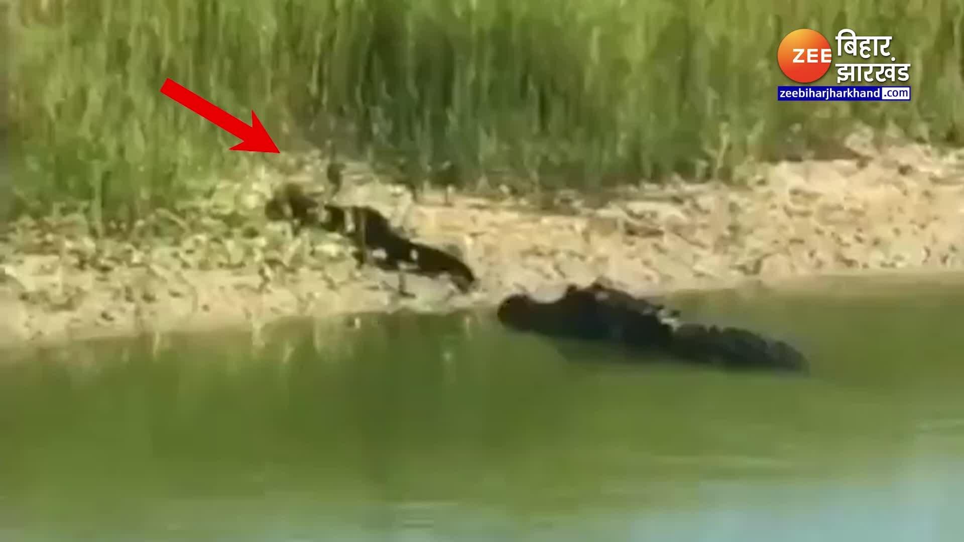 Crocodile swallows snake in one stroke amazing Saanp Ka Video video ...