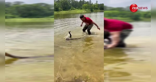snake shows tantrums man went to catch water King Cobra in viral video ...