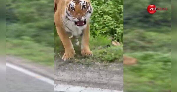 tiger irritated by tourists roared and jumped in front of the jeep ...