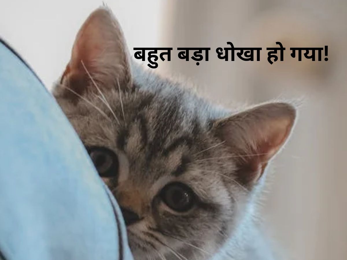 newborn leopard baby brought home as kitten by villagers in haryana ...