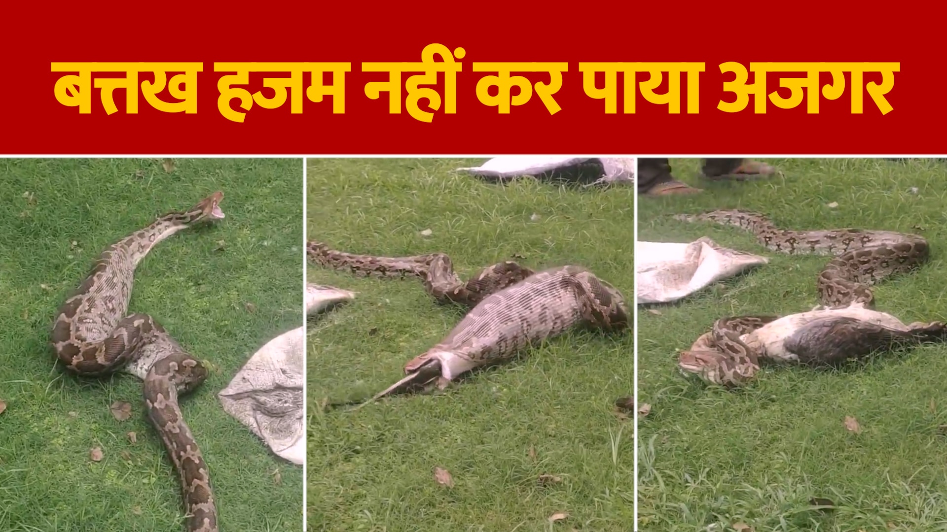 Snake throw out Duck from stomach after hunting video viral on internet ...