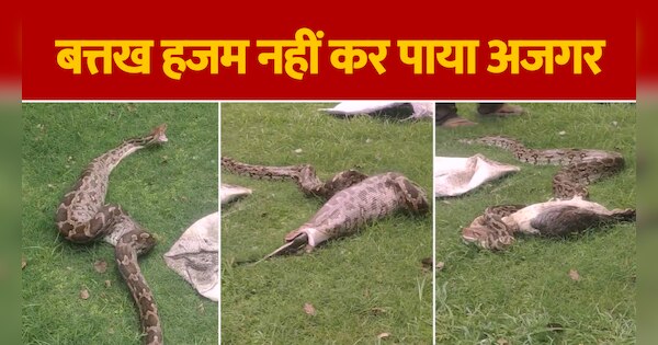 Snake throw out Duck from stomach after hunting video viral on internet ...