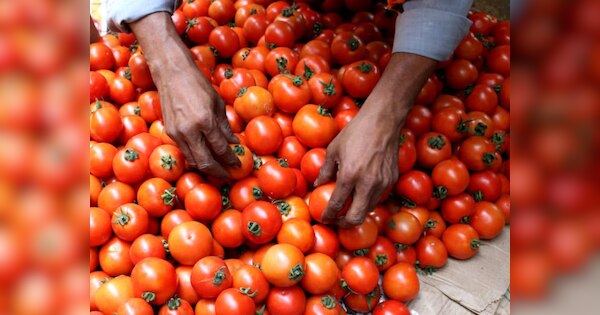 government will sell tomatoes at new discount rate announces new price ...
