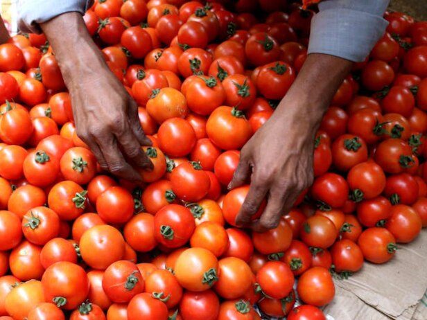 government will sell tomatoes at new discount rate announces new price ...