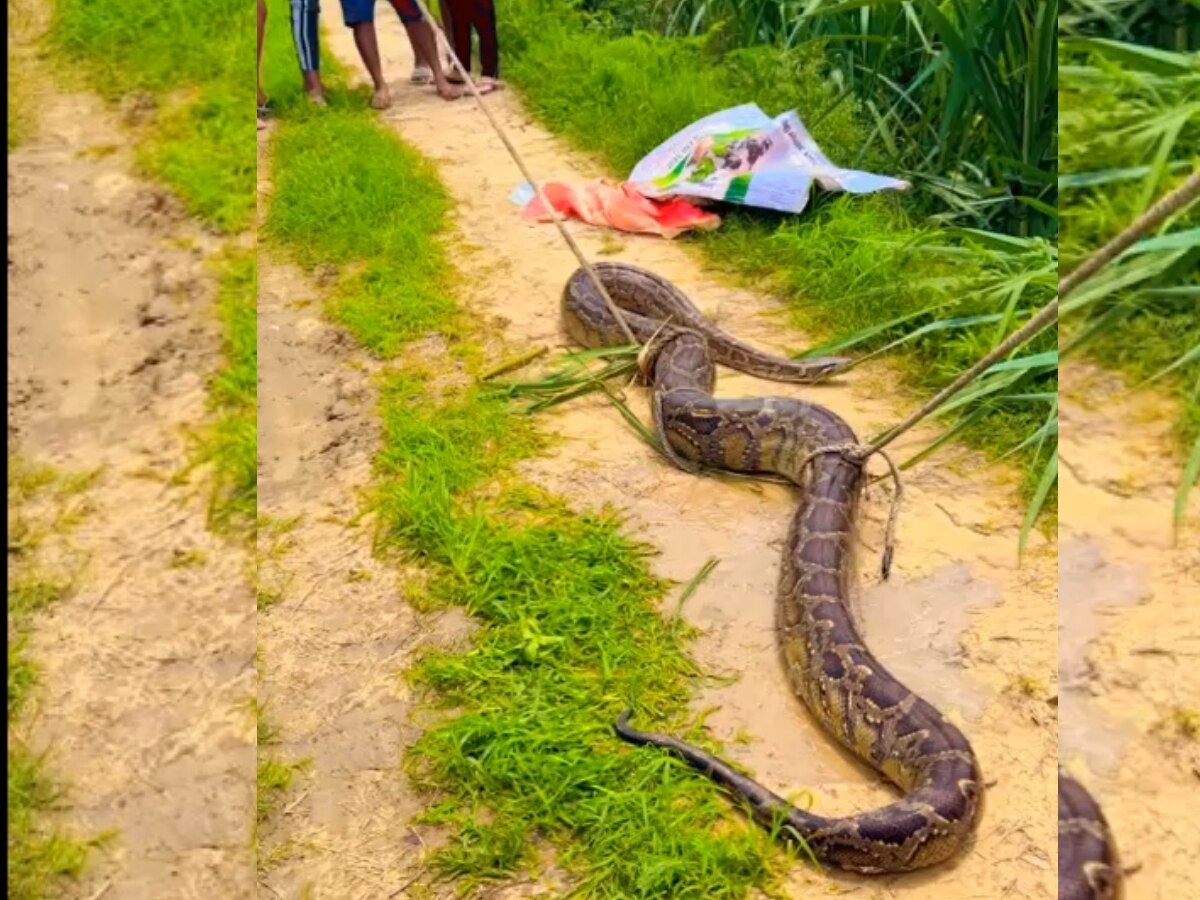 Snake Video 20 feet long python came out in sawan shivratri 2023 ...