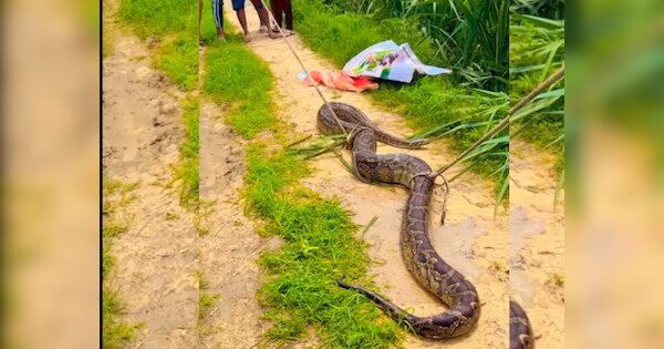 Snake Video 20 feet long python came out in sawan shivratri 2023 ...