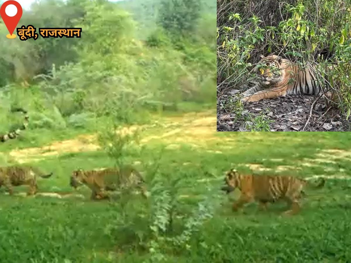 Bundi news Tigress seen with her three cubs in Ramgarh Vishdhari Tiger ...
